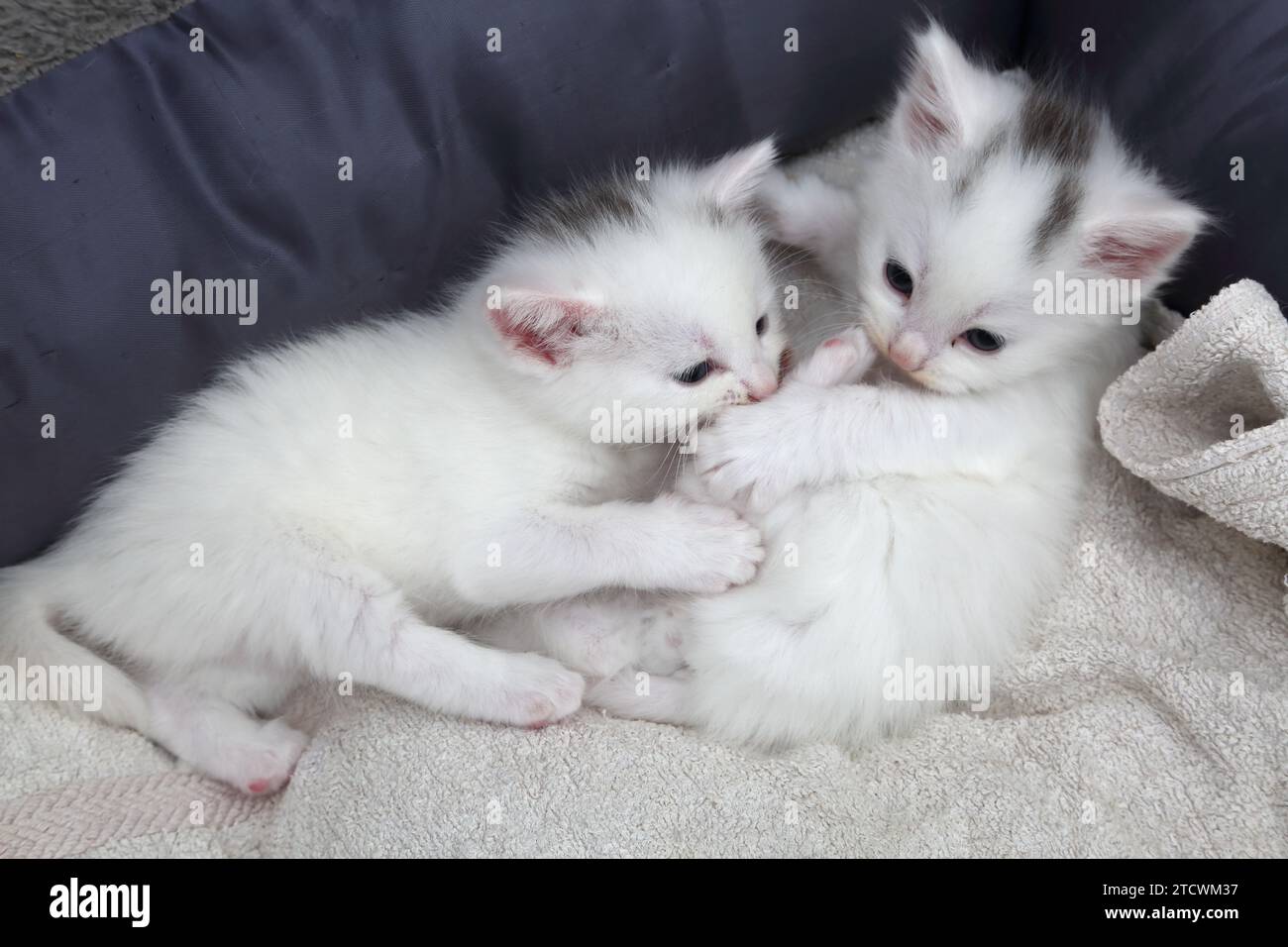 4 week old Banque de photographies et d’images à haute résolution - Alamy
