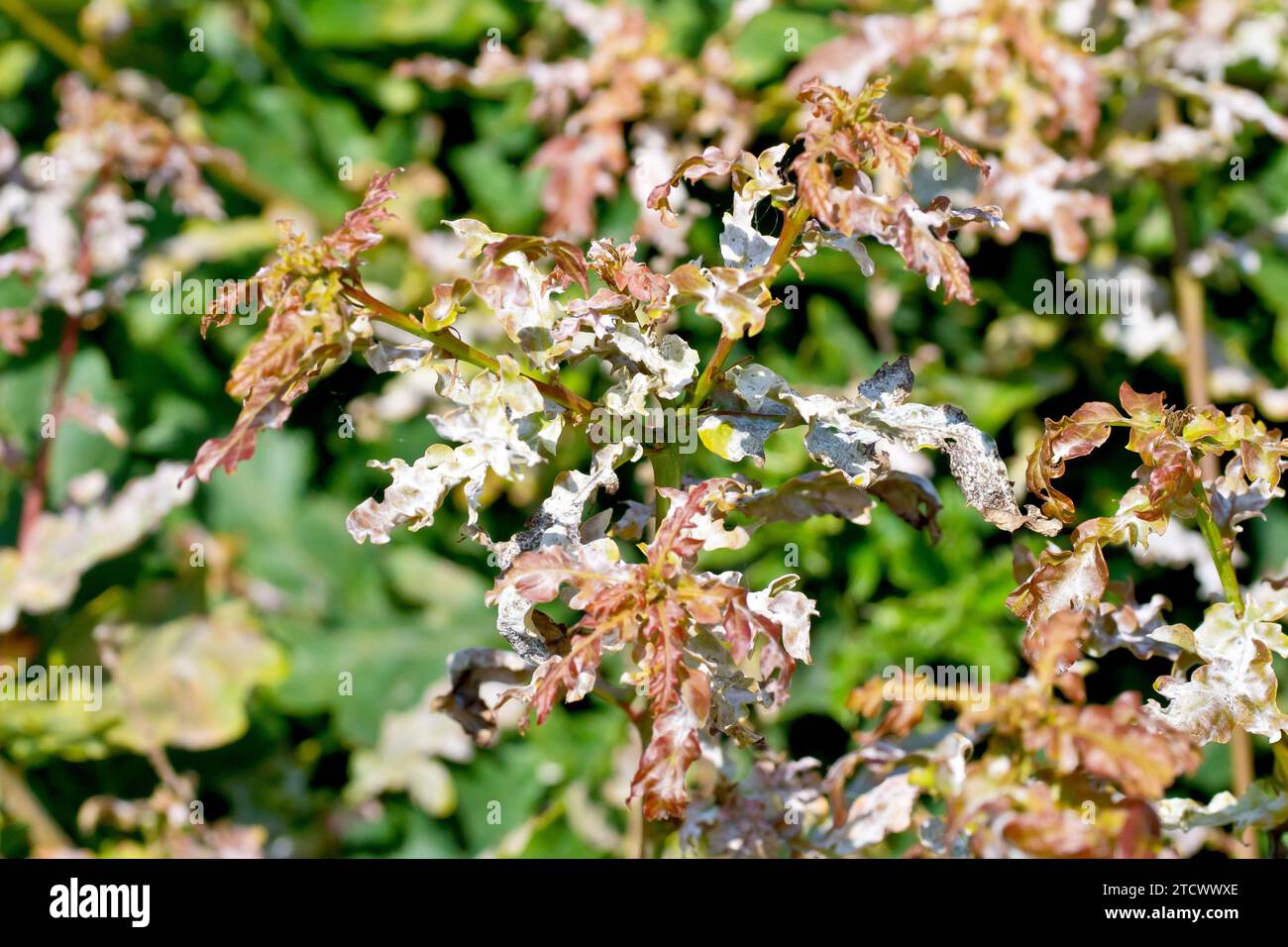 Gros plan des feuilles d'un jeune chêne (quercus robur, quercus patraea ...