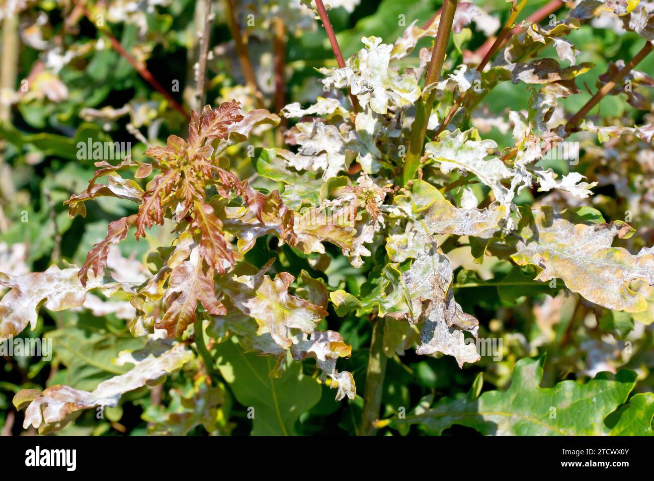 Gros plan des feuilles d'un jeune chêne (quercus robur, quercus patraea ...