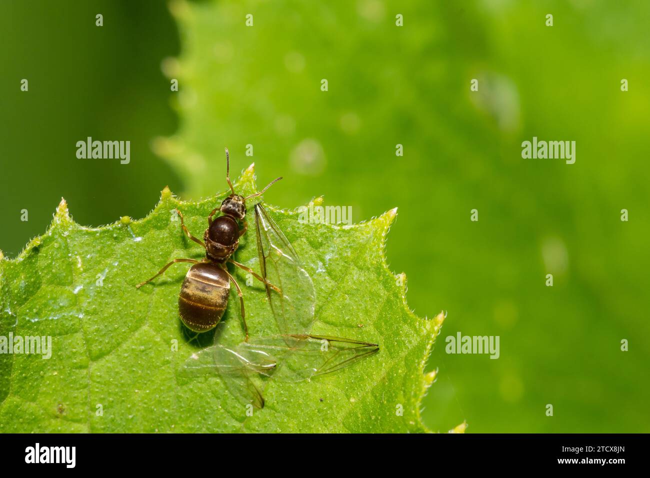 Lasius niger Banque de photographies et d’images à haute résolution - Alamy