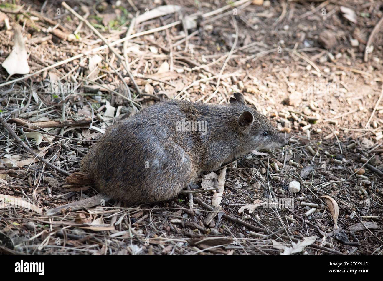 Les bandicoots sont à peu près de la taille d'un lapin, et ont un ...