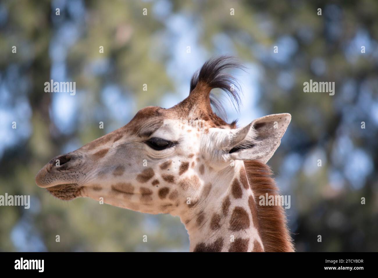 La girafe est la plus haute de tous les mammifères. Les jambes et le ...