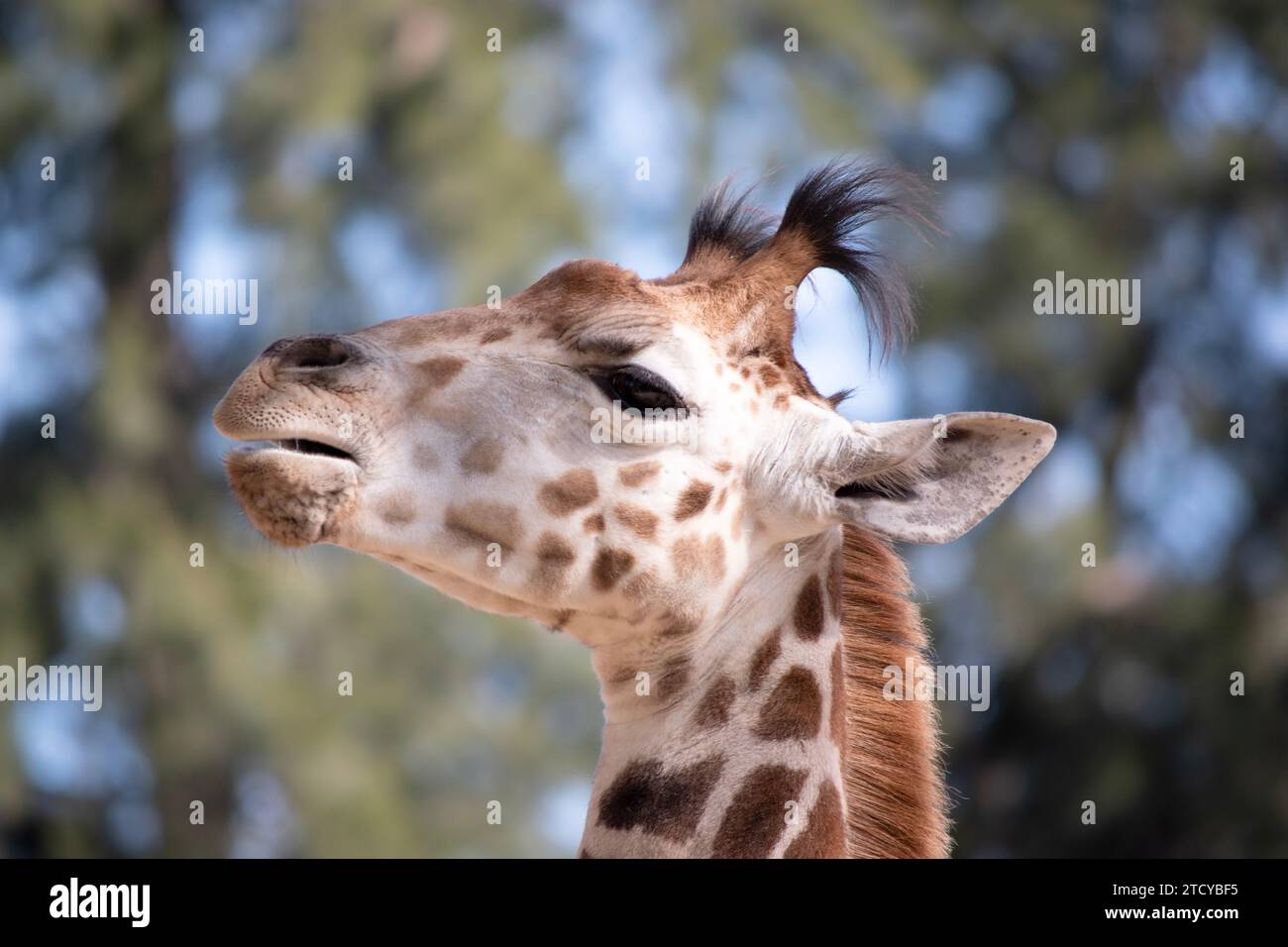 La girafe est la plus haute de tous les mammifères. Les jambes et le ...
