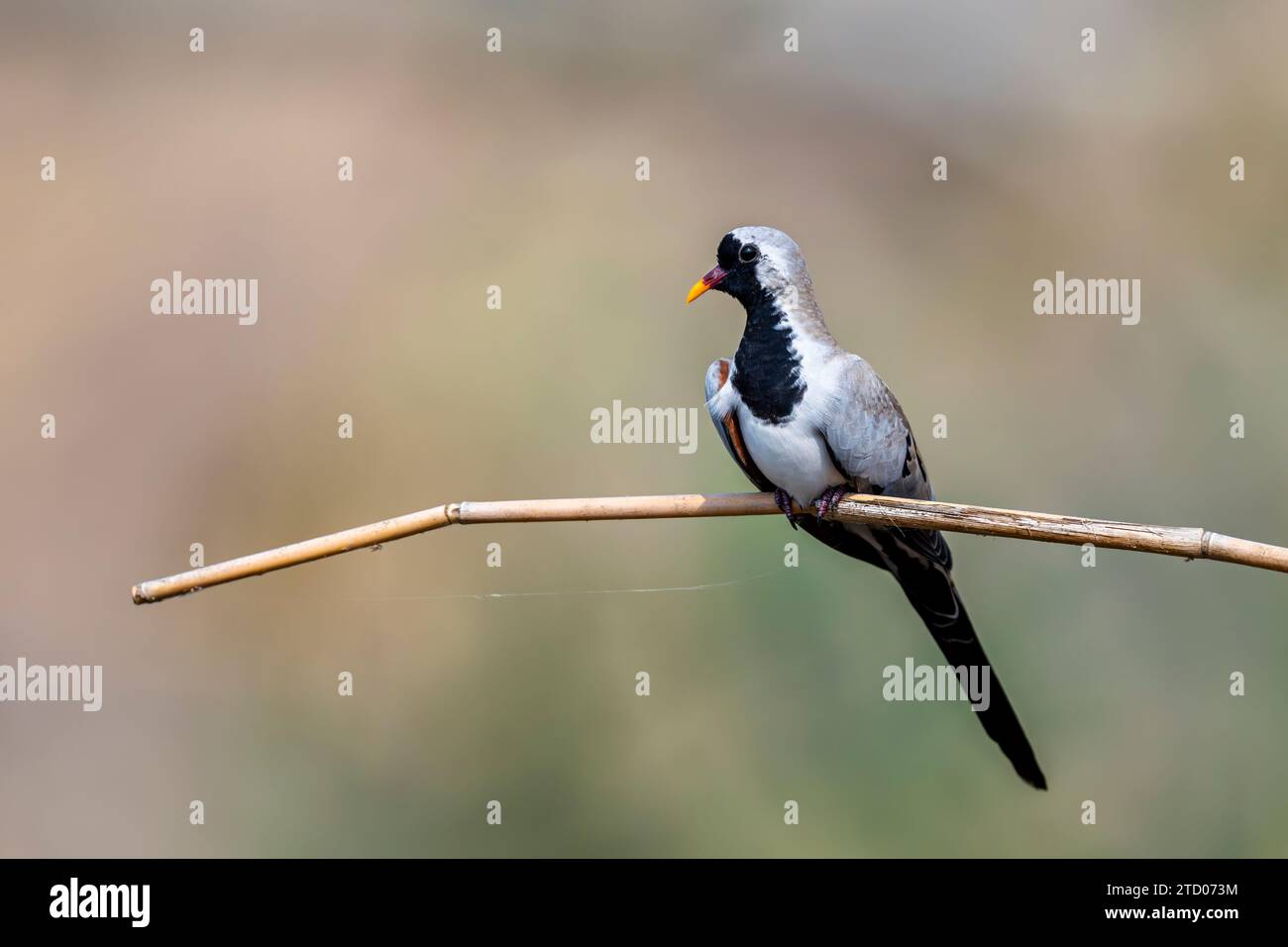 Oena capensis Banque de photographies et d’images à haute résolution ...