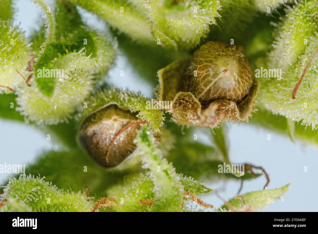 Indian fruits Banque de photographies et d’images à haute résolution ...