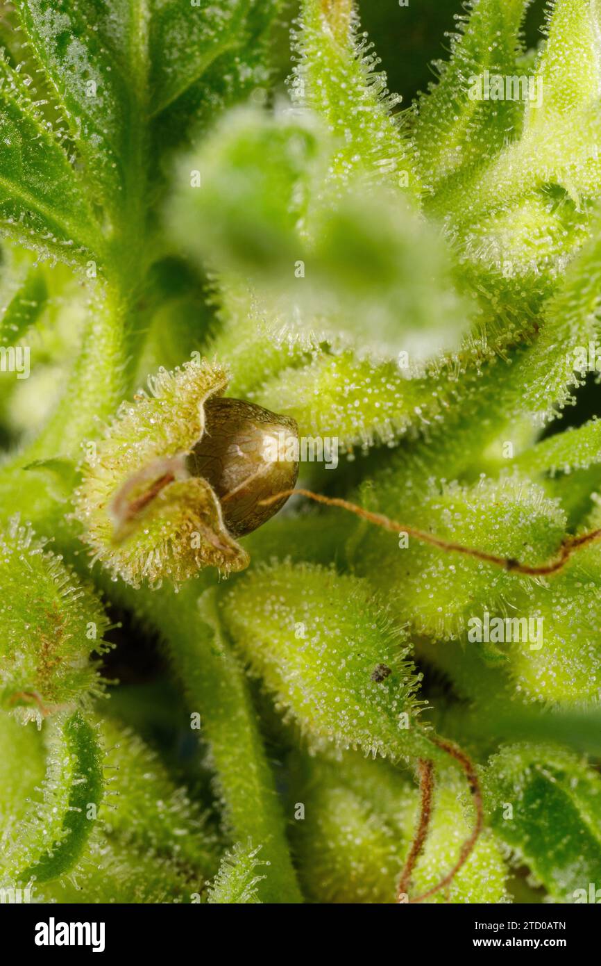 Indian fruits Banque de photographies et d’images à haute résolution ...