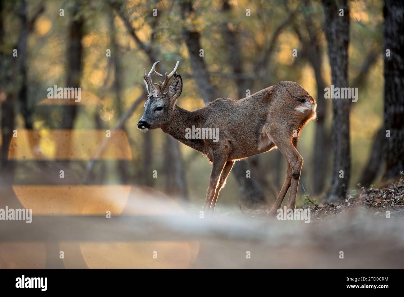 Un chevreuil serein est repéré dans la lumière décroissante d'une forêt ...