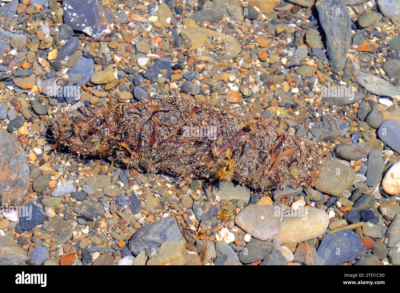 Le concombre de mer tubulaire (Holothuria tubulosa) est une espèce de ...