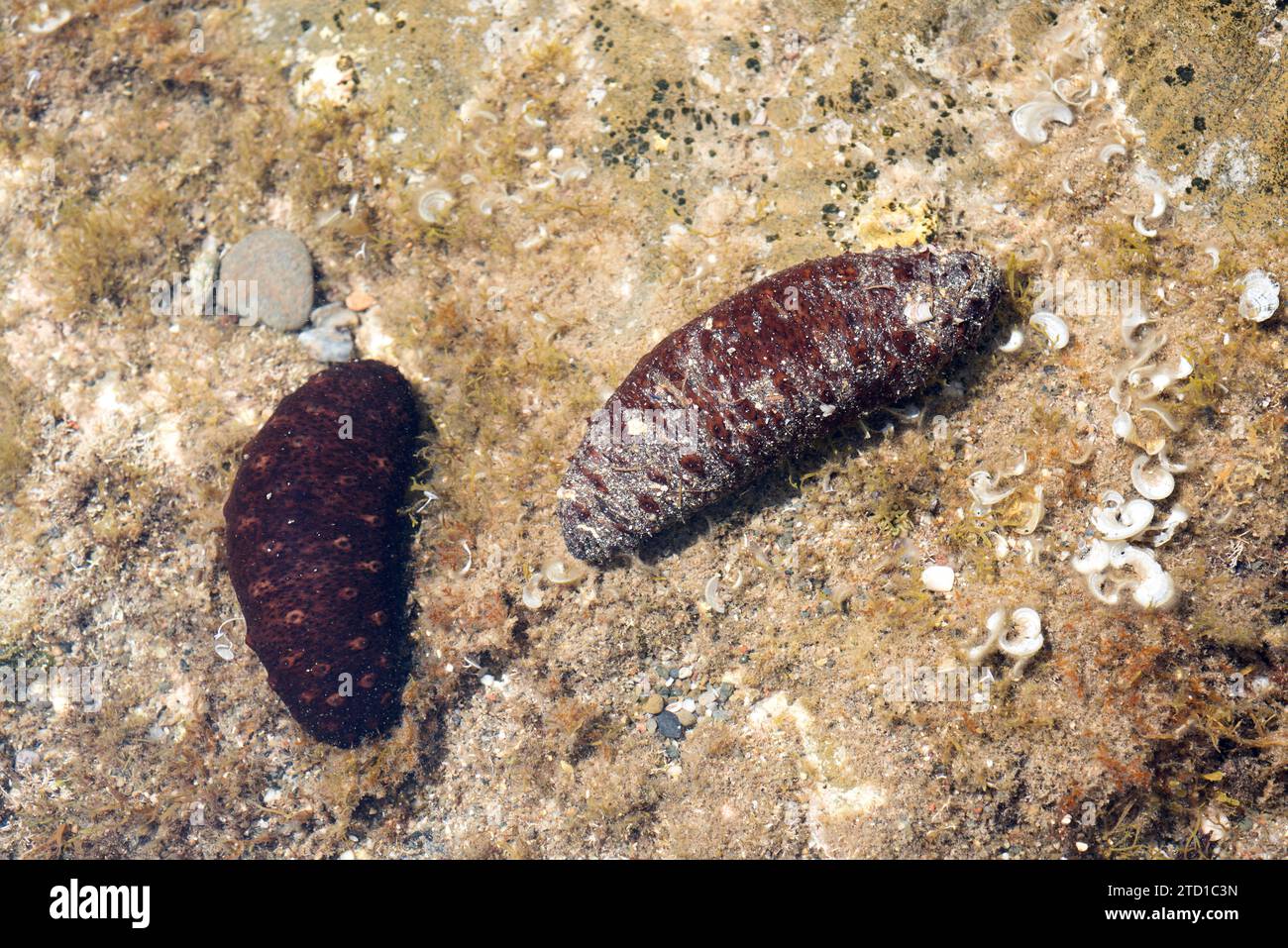 Le concombre de mer tubulaire (Holothuria tubulosa) est une espèce de ...