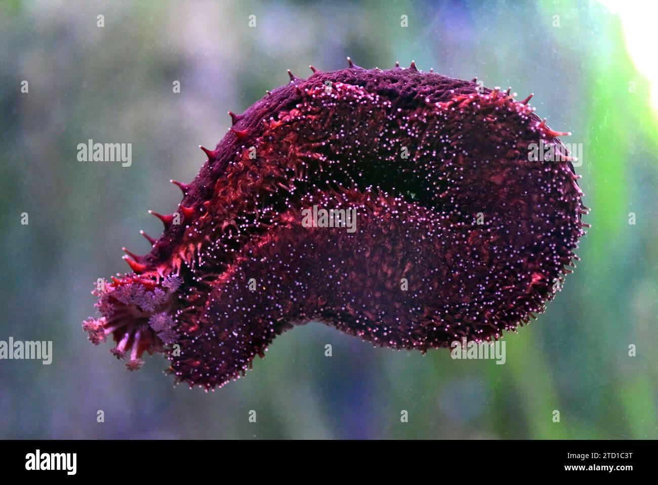 Le concombre de mer tubulaire (Holothuria tubulosa) est une espèce de ...