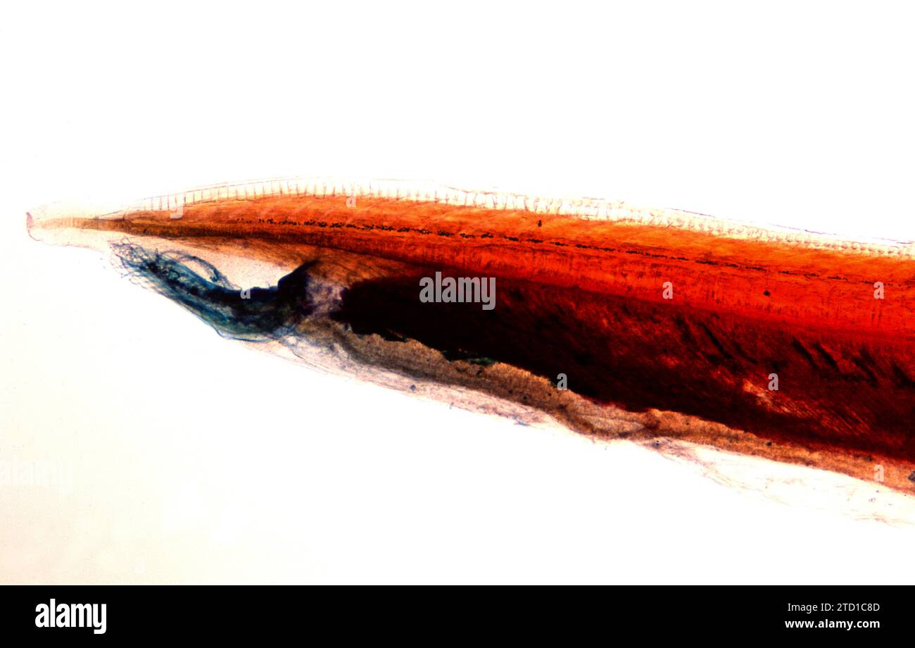 Amphioxus lanceolatus Banque de photographies et d’images à haute ...