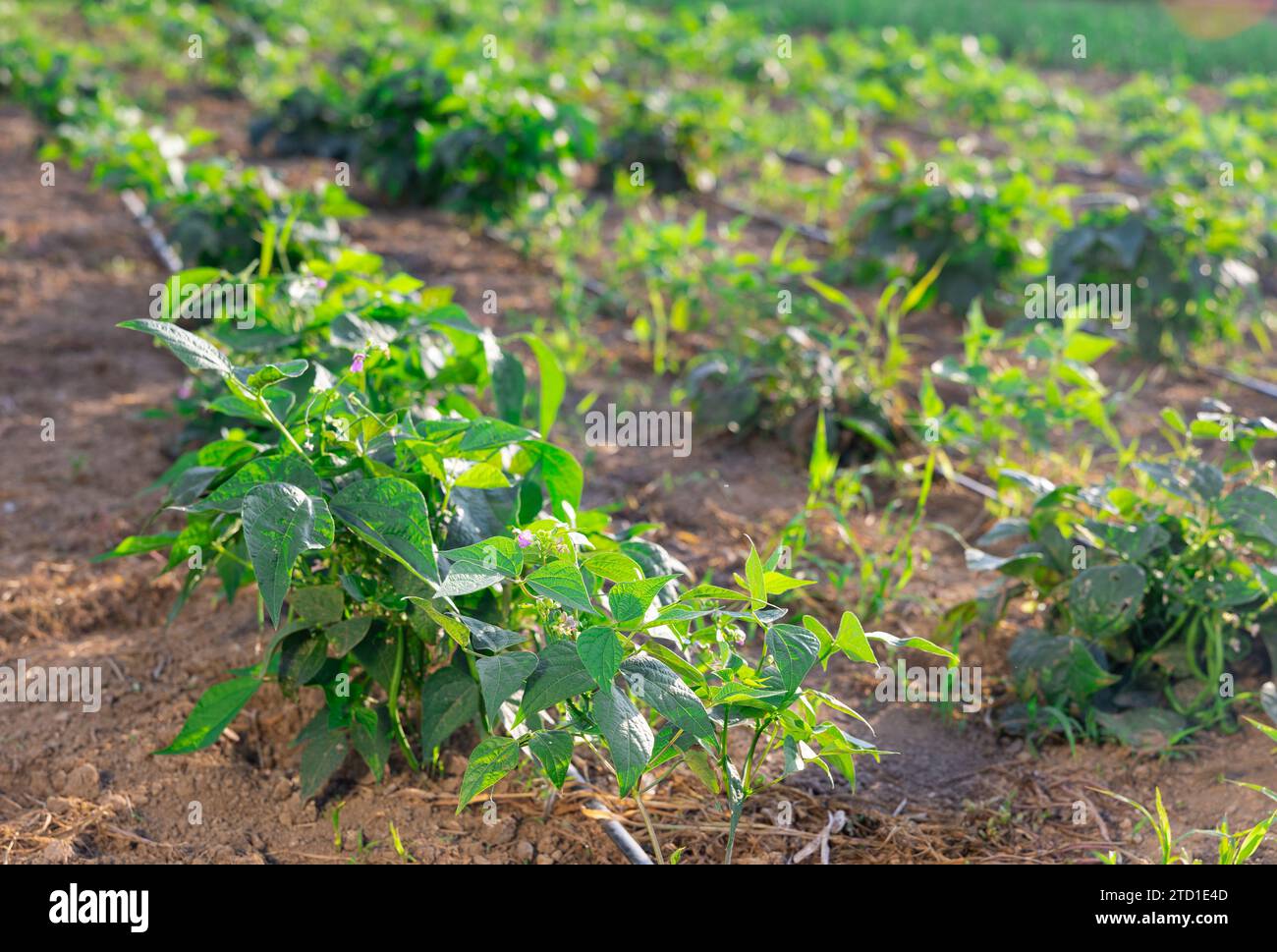 Plantule de haricot fleurie Banque de photographies et d’images à haute ...
