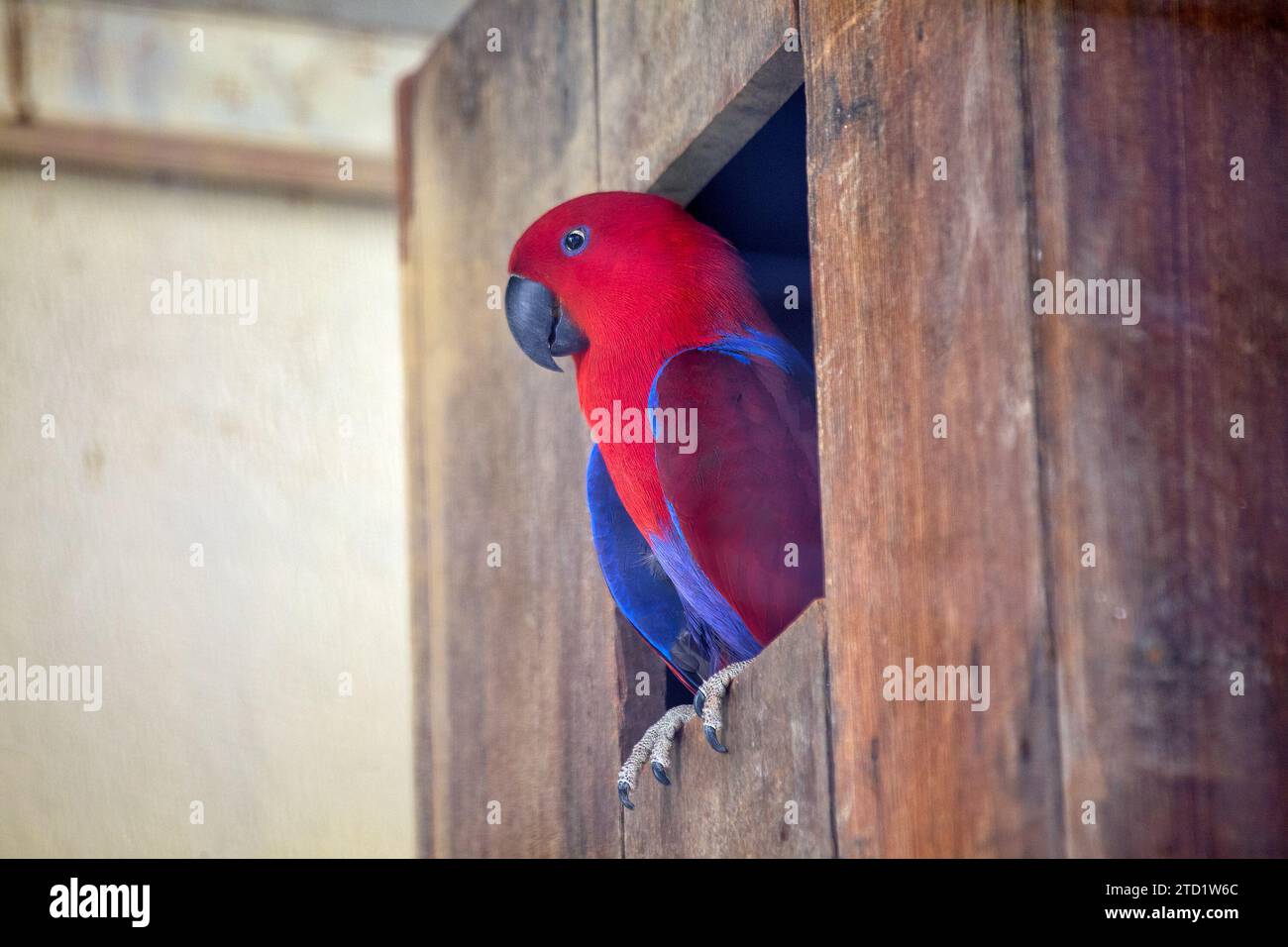 Le resplendissant Eclectus perroquet (Eclectus roratus), originaire des ...