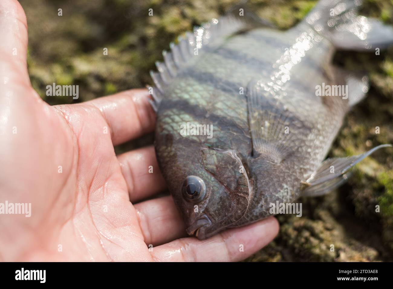 Poison band Banque de photographies et d’images à haute résolution - Alamy