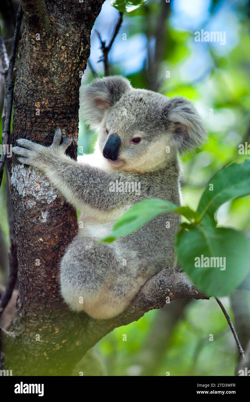 Animal sauvage nature sauvage faune Banque de photographies et d’images ...