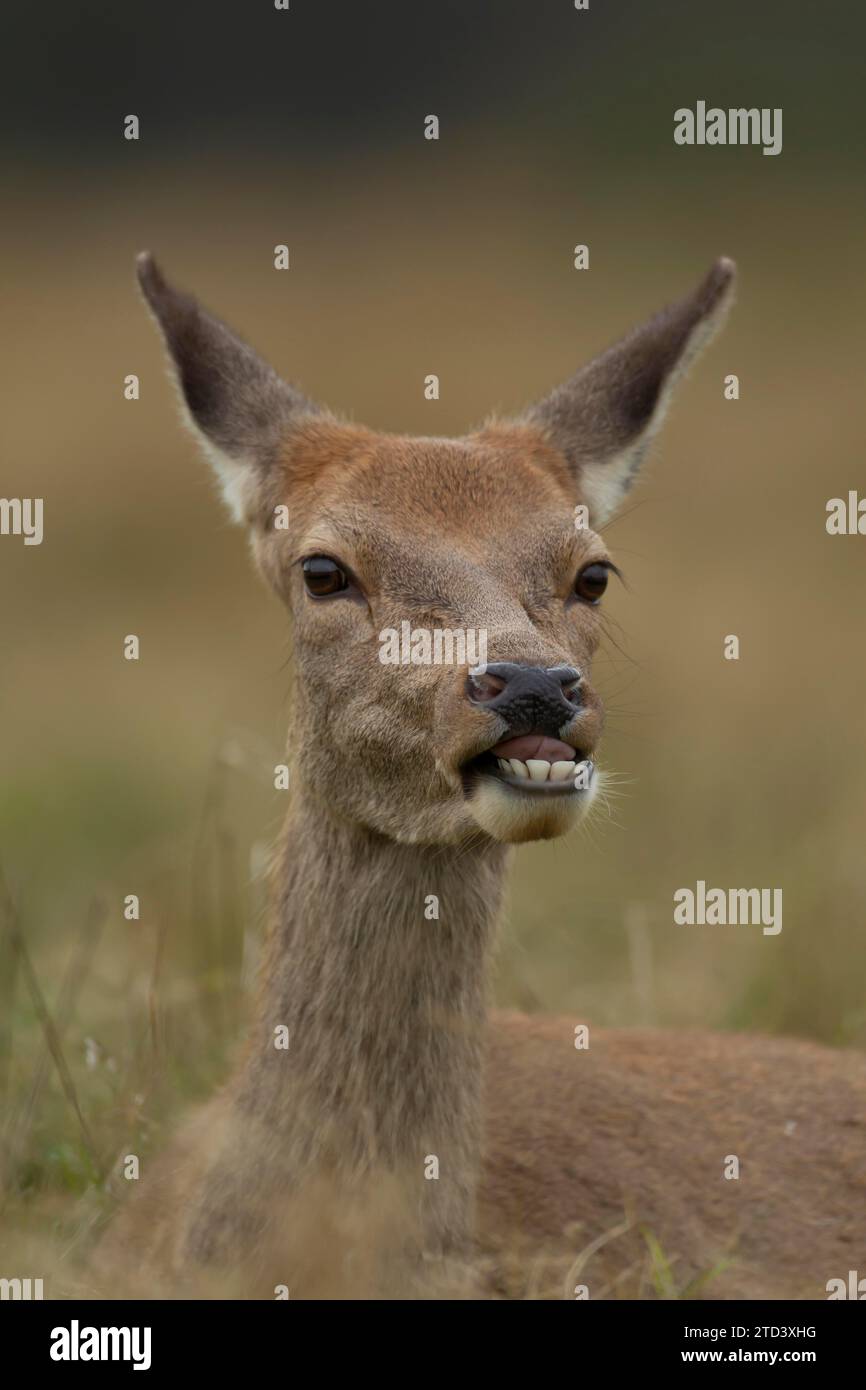 Cerf angleterre Banque de photographies et d’images à haute résolution ...