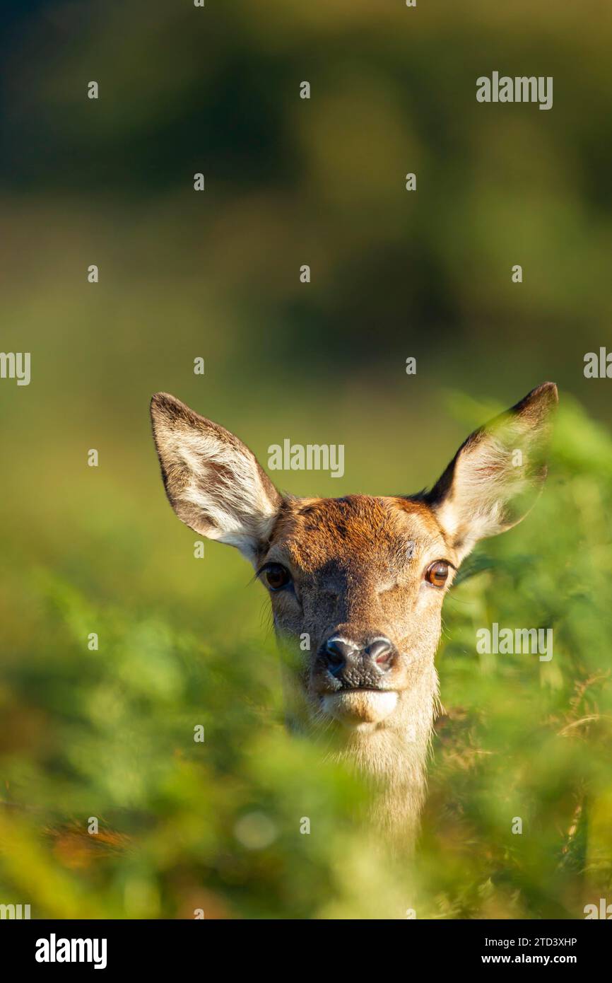 Cerf angleterre Banque de photographies et d’images à haute résolution ...