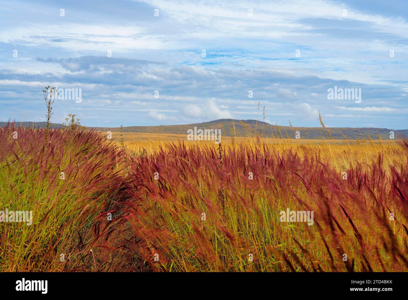 Melinis minutiflora Banque de photographies et d’images à haute ...