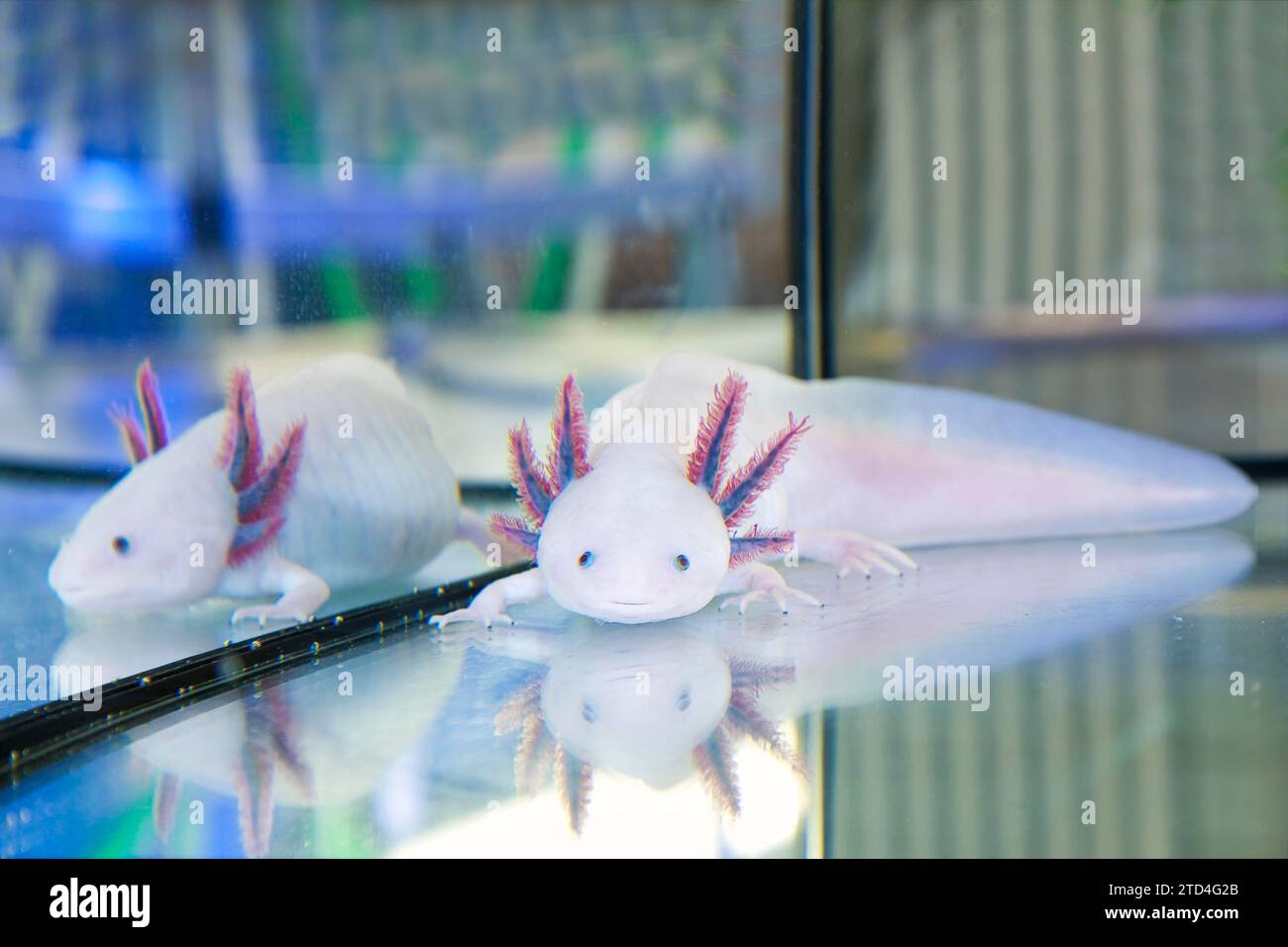 Axolotl blanc Banque de photographies et d’images à haute résolution ...