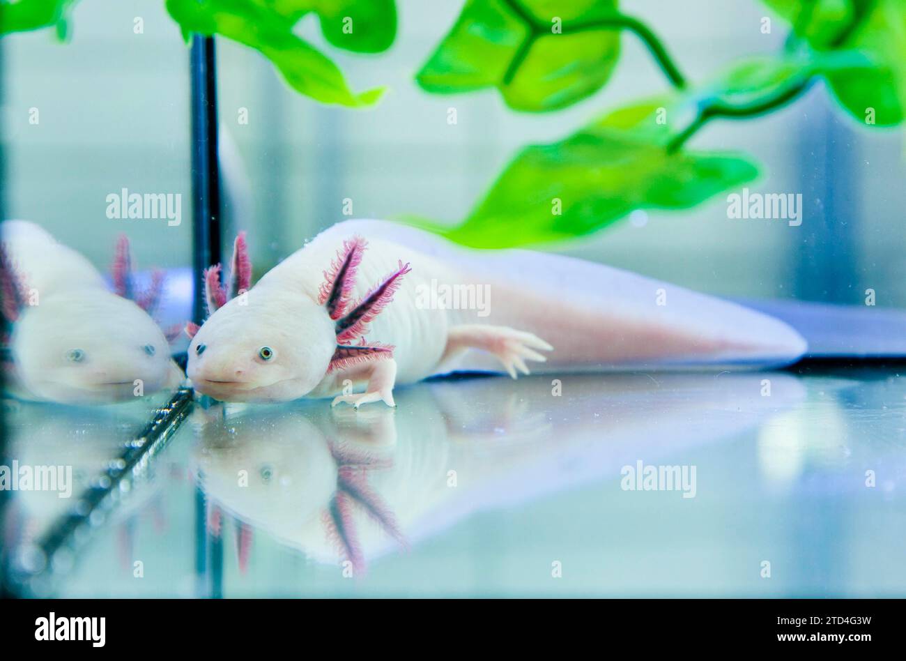 Axolotl blanc Banque de photographies et d’images à haute résolution ...