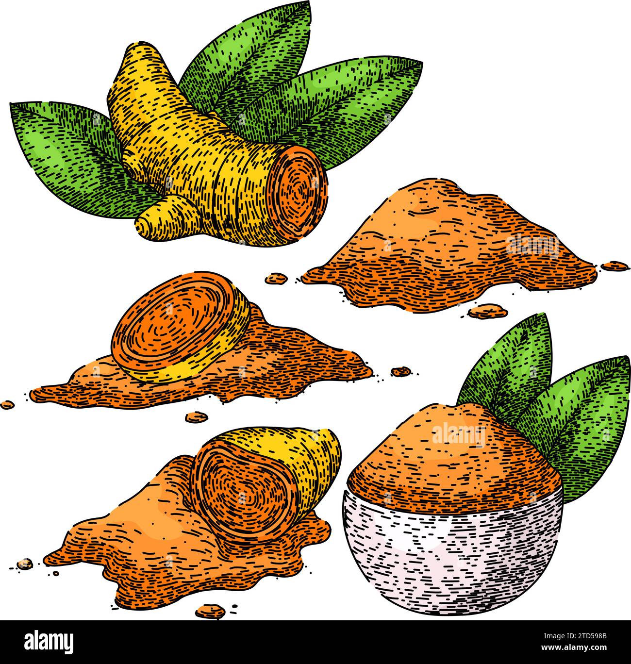 Curcuma illustration Banque d'images vectorielles - Page 2 - Alamy