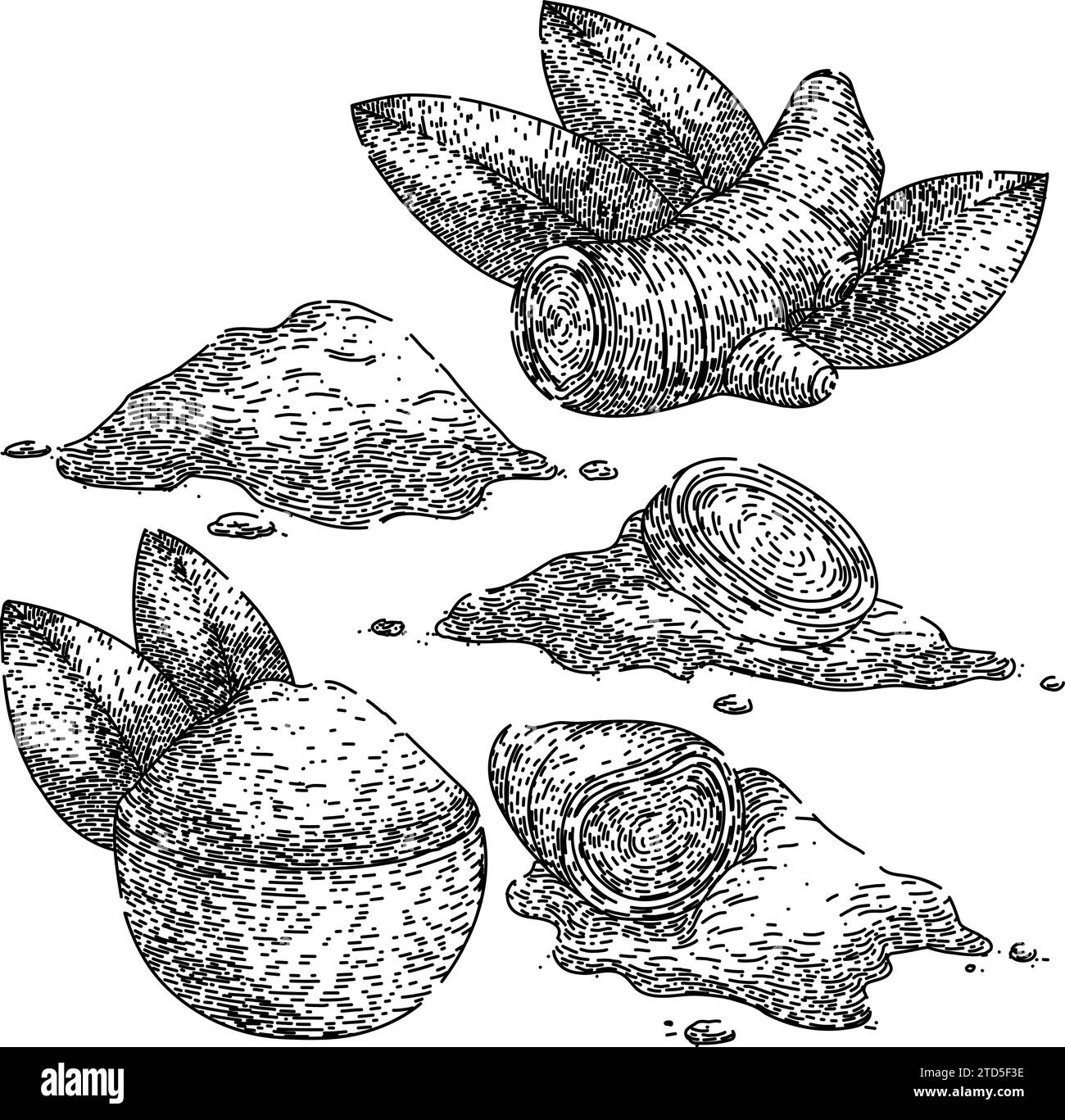 Curcuma illustration Banque d'images vectorielles - Page 2 - Alamy