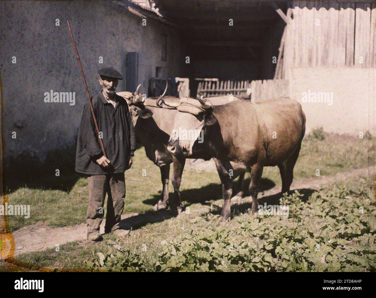 Uzeste, France paysan conduisant Oxen, Animal, vêtements, activité ...