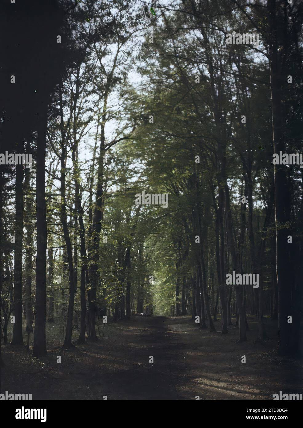 Foret de compiegne Banque de photographies et d’images à haute ...