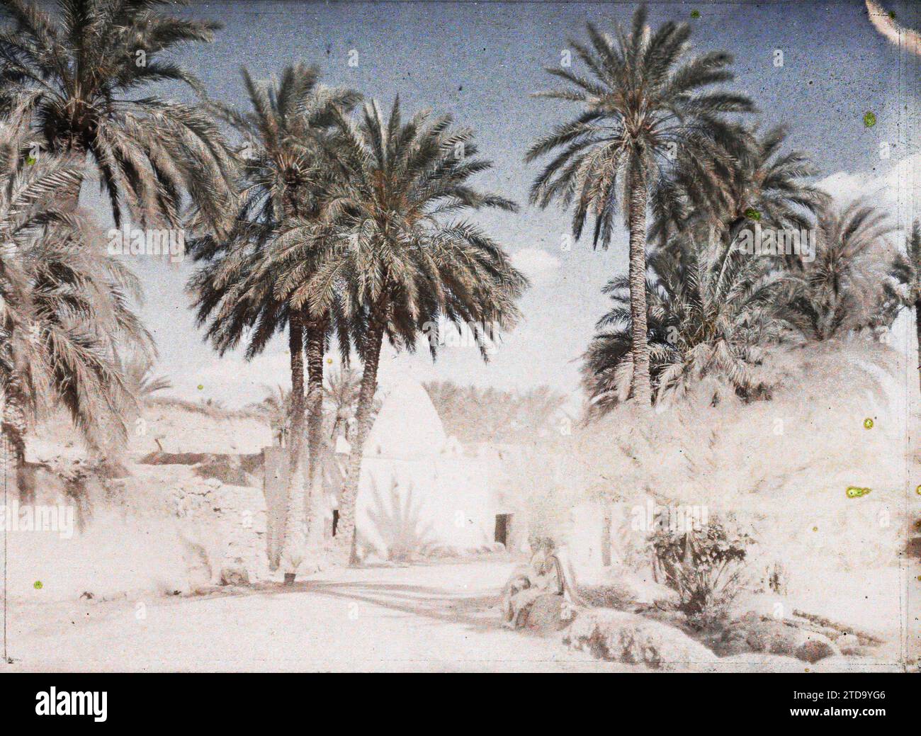 Oasis de Biskra, Algérie Un chemin de terre dans le village de Bab el ...