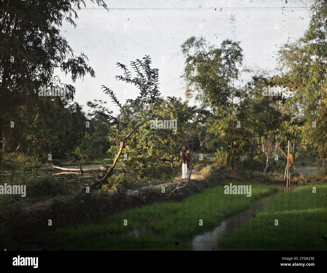 Tonkin, Indochine semis de riz dans une pépinière et un système de ...