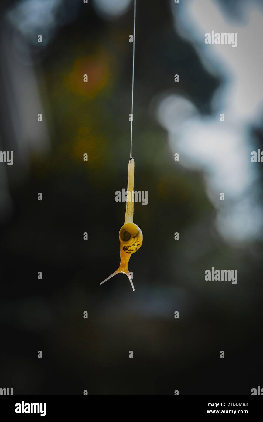 Limaces jaunes Banque de photographies et d’images à haute résolution ...