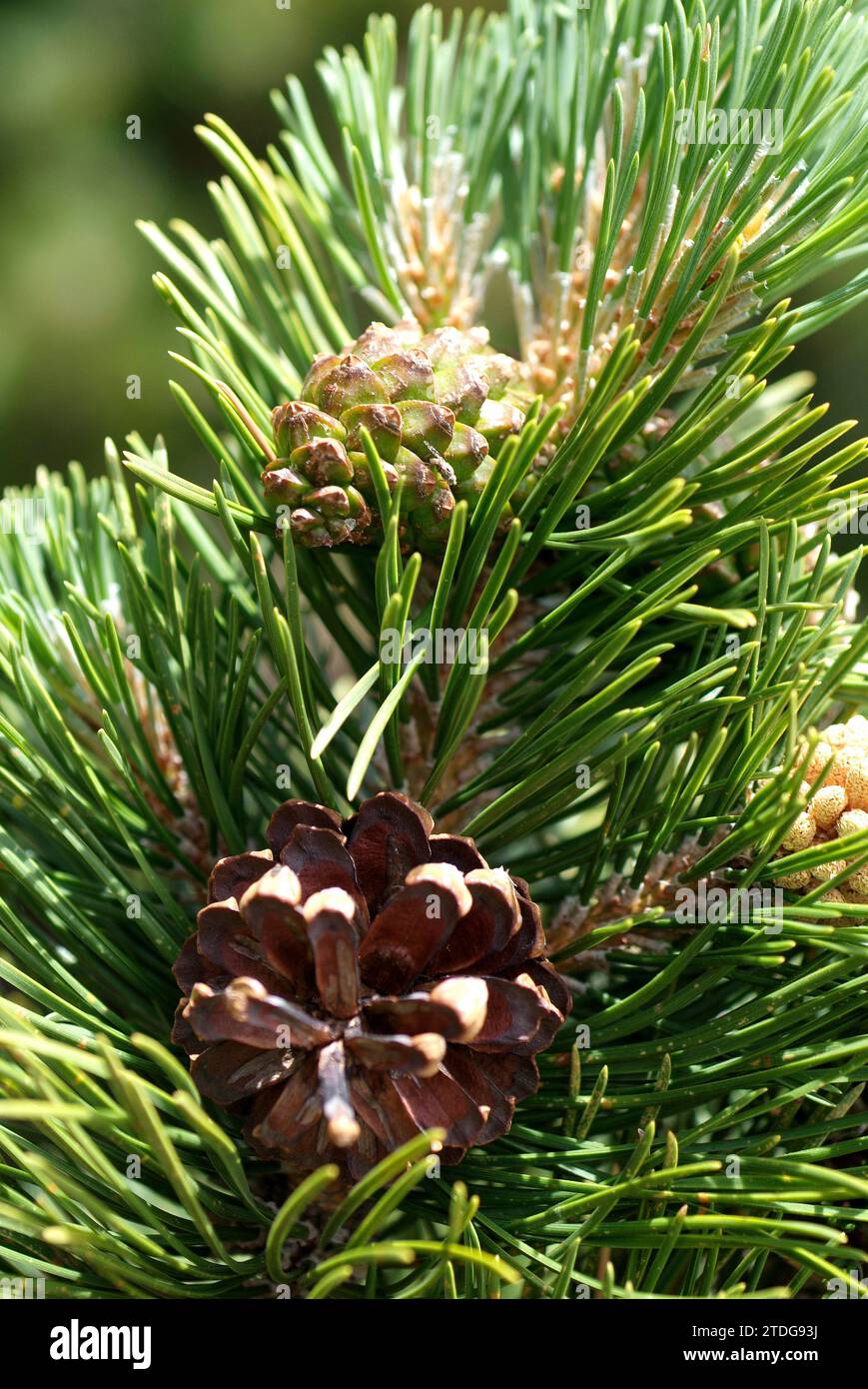 Pinus sylvestris nevadensis Banque de photographies et d’images à haute ...