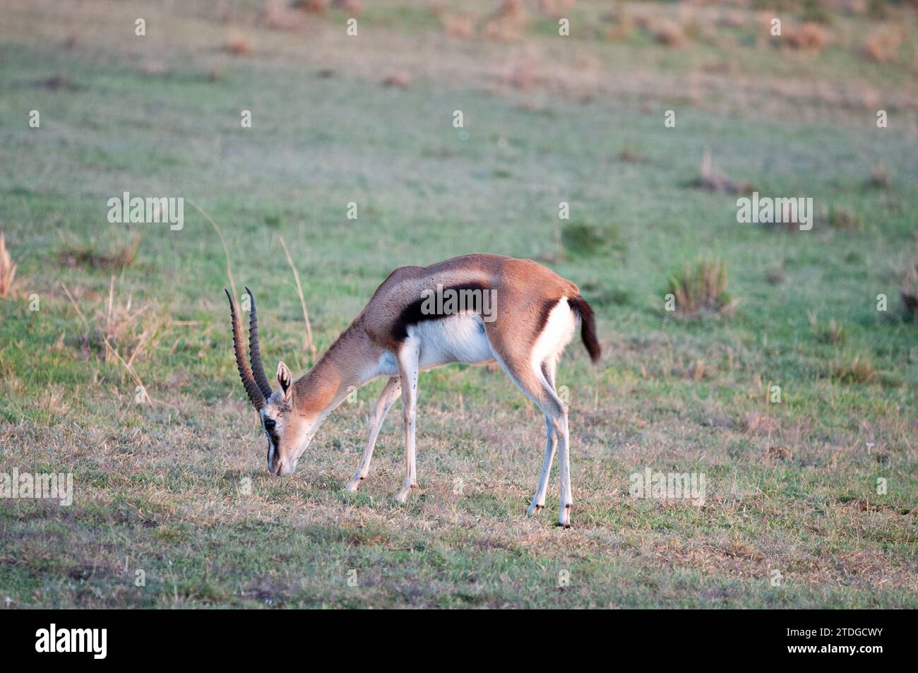 Thomsons gazelle stotting Banque de photographies et d’images à haute ...