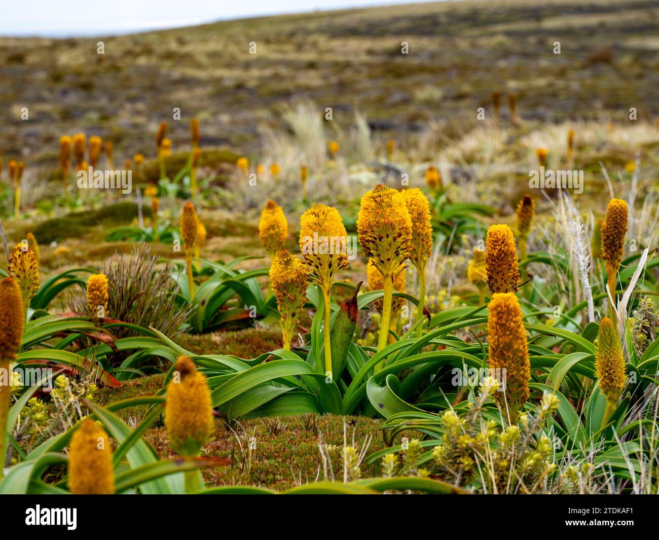 Ross Lilly, Bulbinella rossii, une mégaherbe qui pousse sur l'île ...