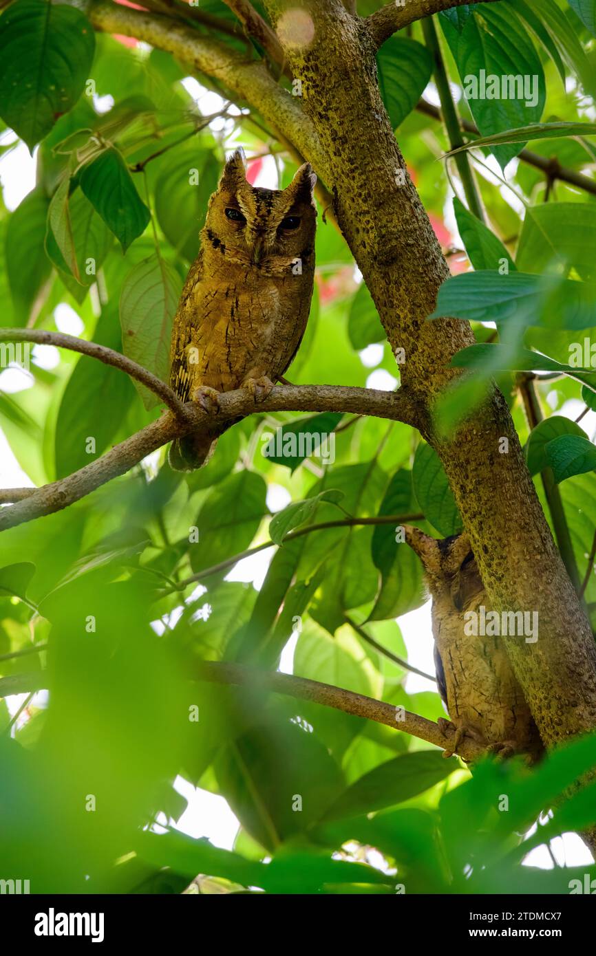 Majestueux hibou des Scops orientaux perché dans la forêt enchanteresse ...