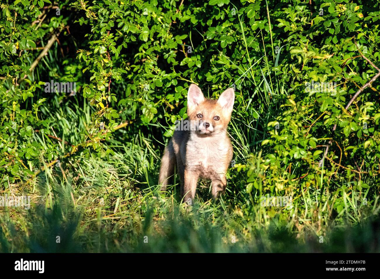 Listiger fuchs Banque de photographies et d’images à haute résolution ...