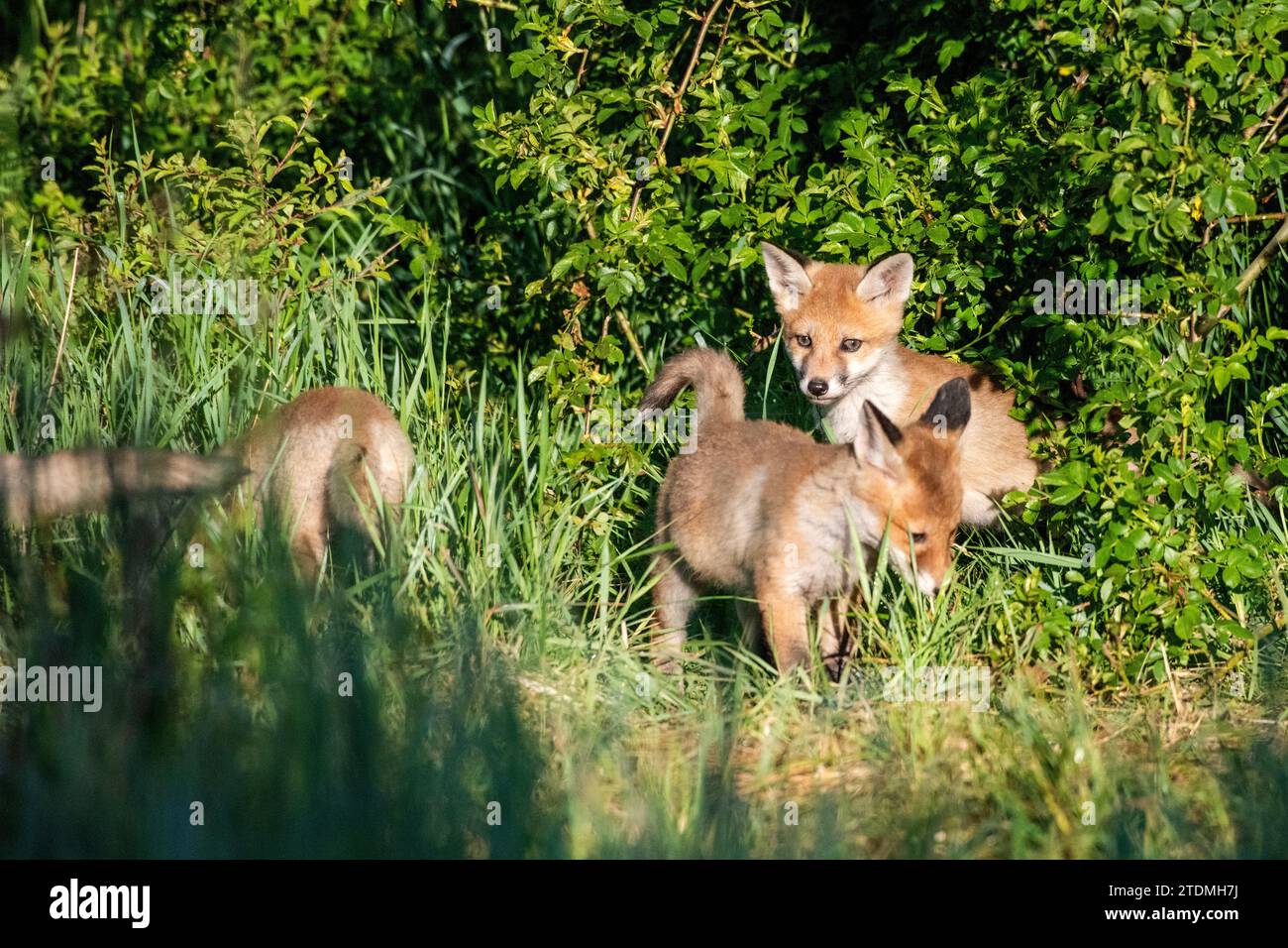 Listiger fuchs Banque de photographies et d’images à haute résolution ...