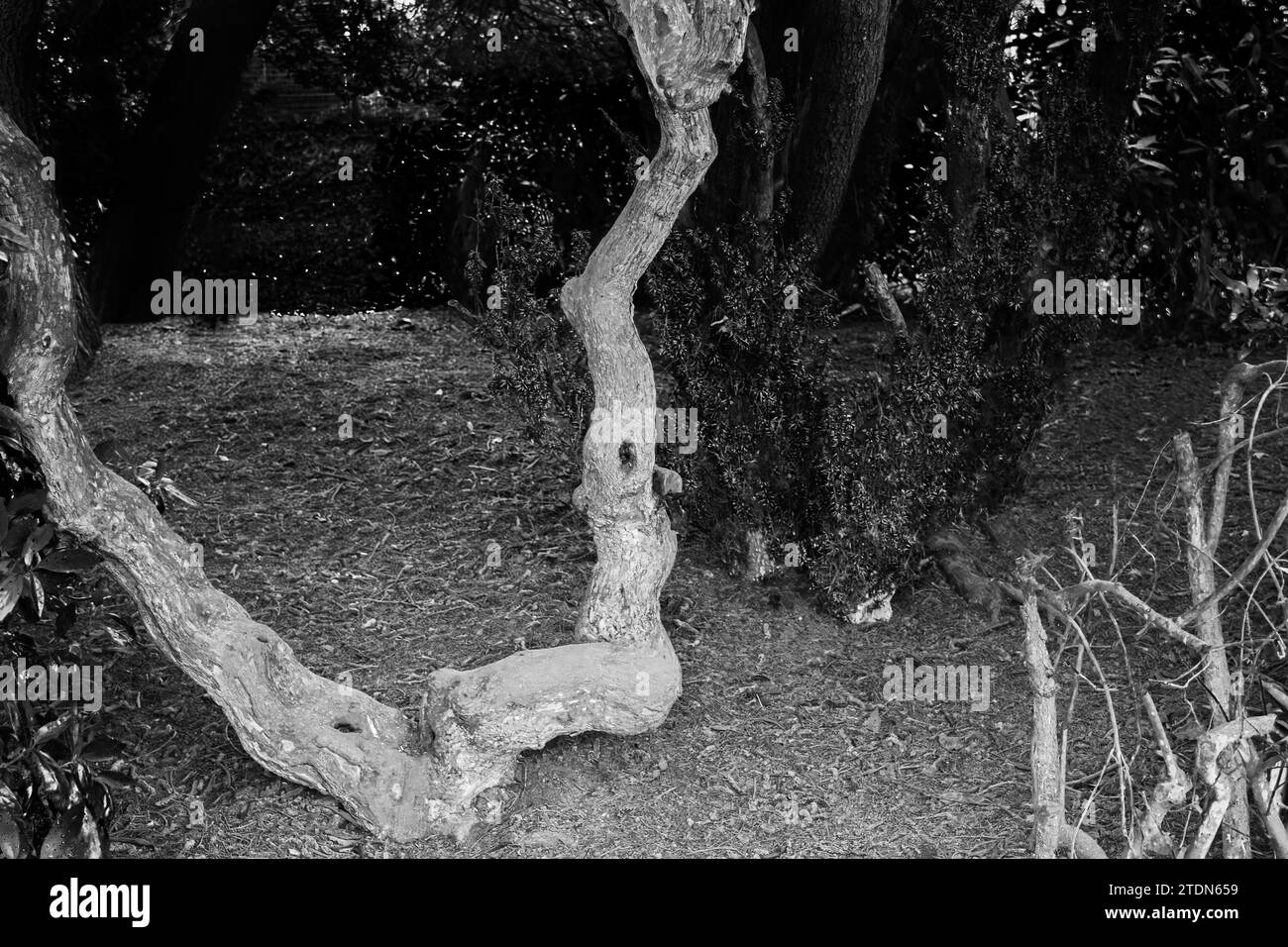 Forme d'arbre bizarre Banque d'images noir et blanc - Alamy