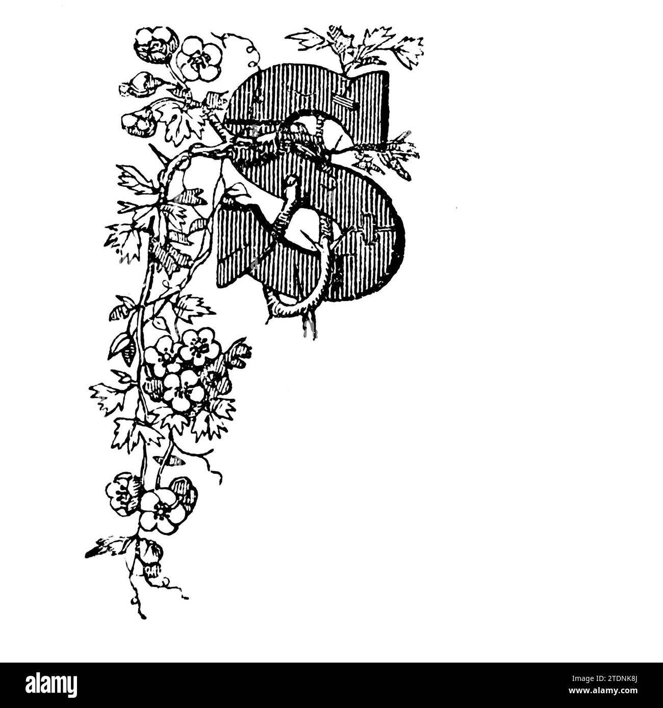 Lettre majuscule florale décorative S gravure vintage ou illustration ...