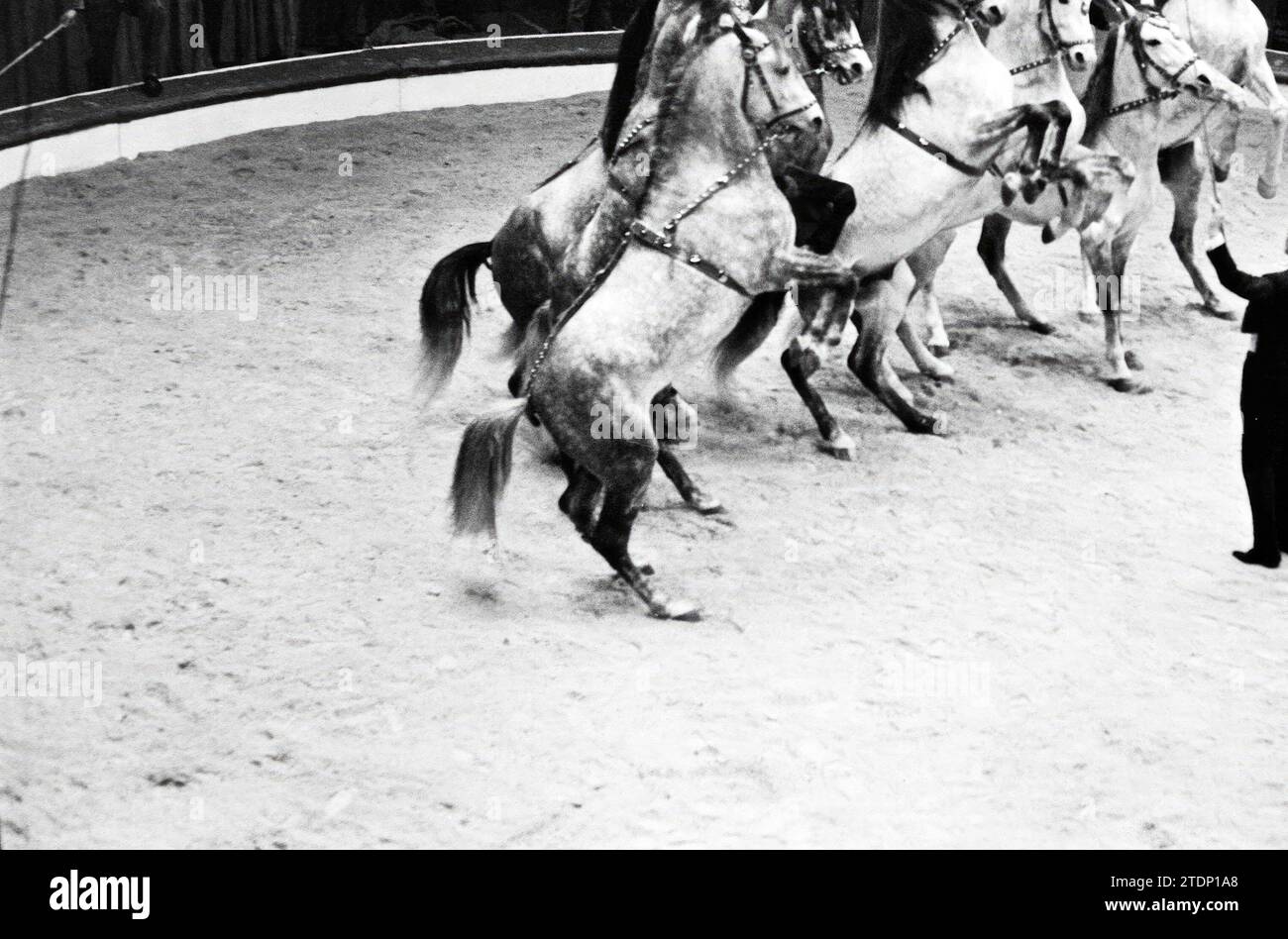 Althoff circus Banque de photographies et d’images à haute résolution ...