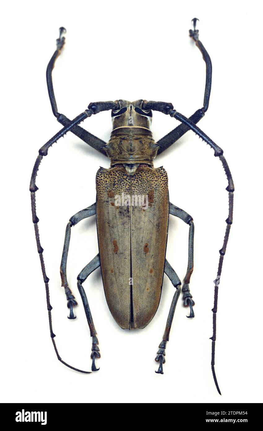 Batocera numitor Banque de photographies et d’images à haute résolution ...