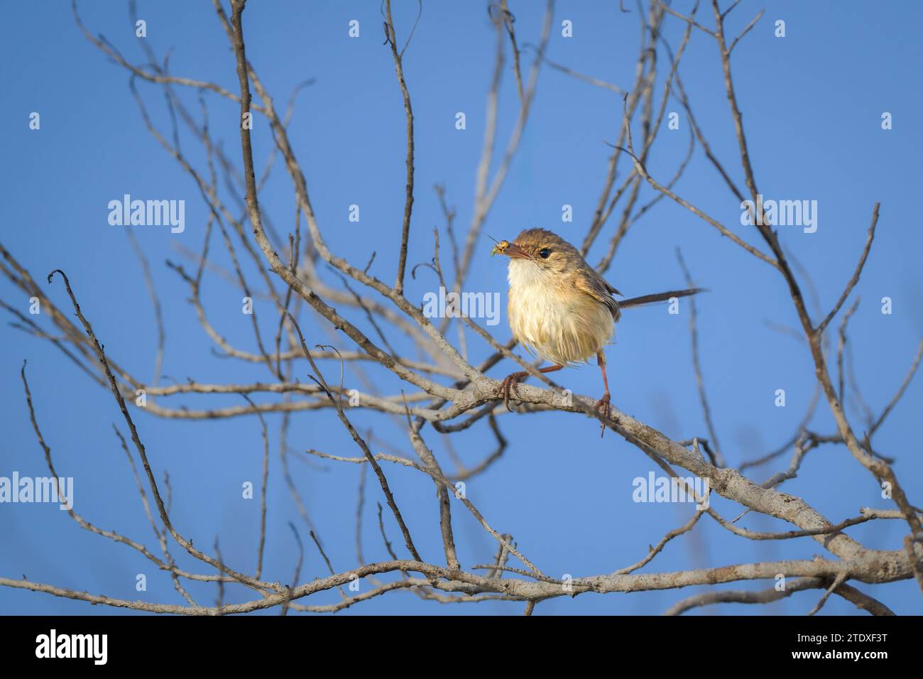 Une femelle de wren rouge est perchée sur une brindille avec un insecte ...