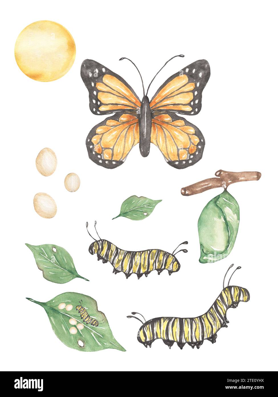 Butterfly Life cycle Clipart, Aquarelle insecte Life cycle Poster ...