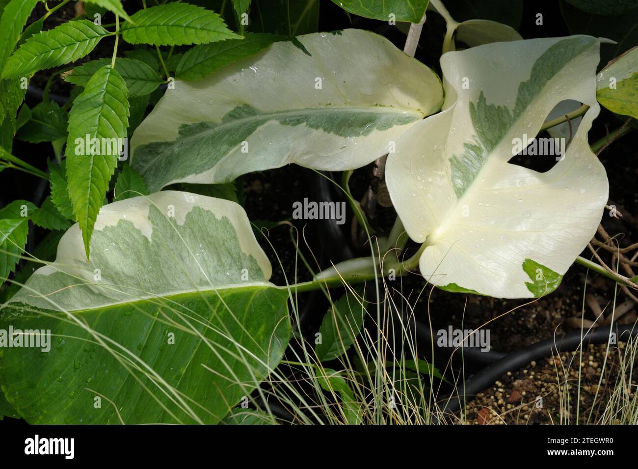 Monstera panaché Banque de photographies et d’images à haute résolution ...