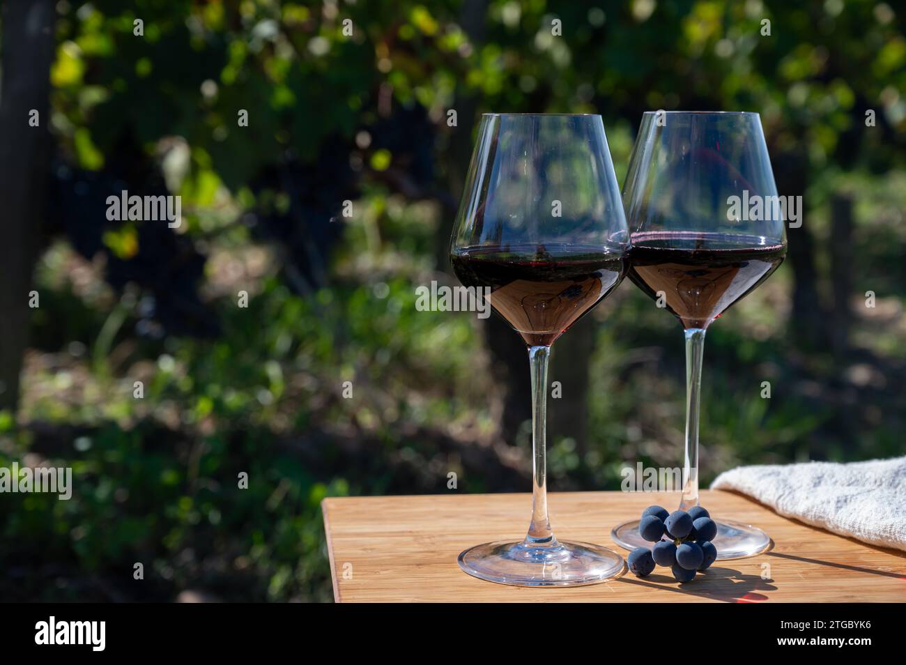 Dégustation de vins rouges de Bordeaux, Merlot ou Cabernet Sauvignon ...