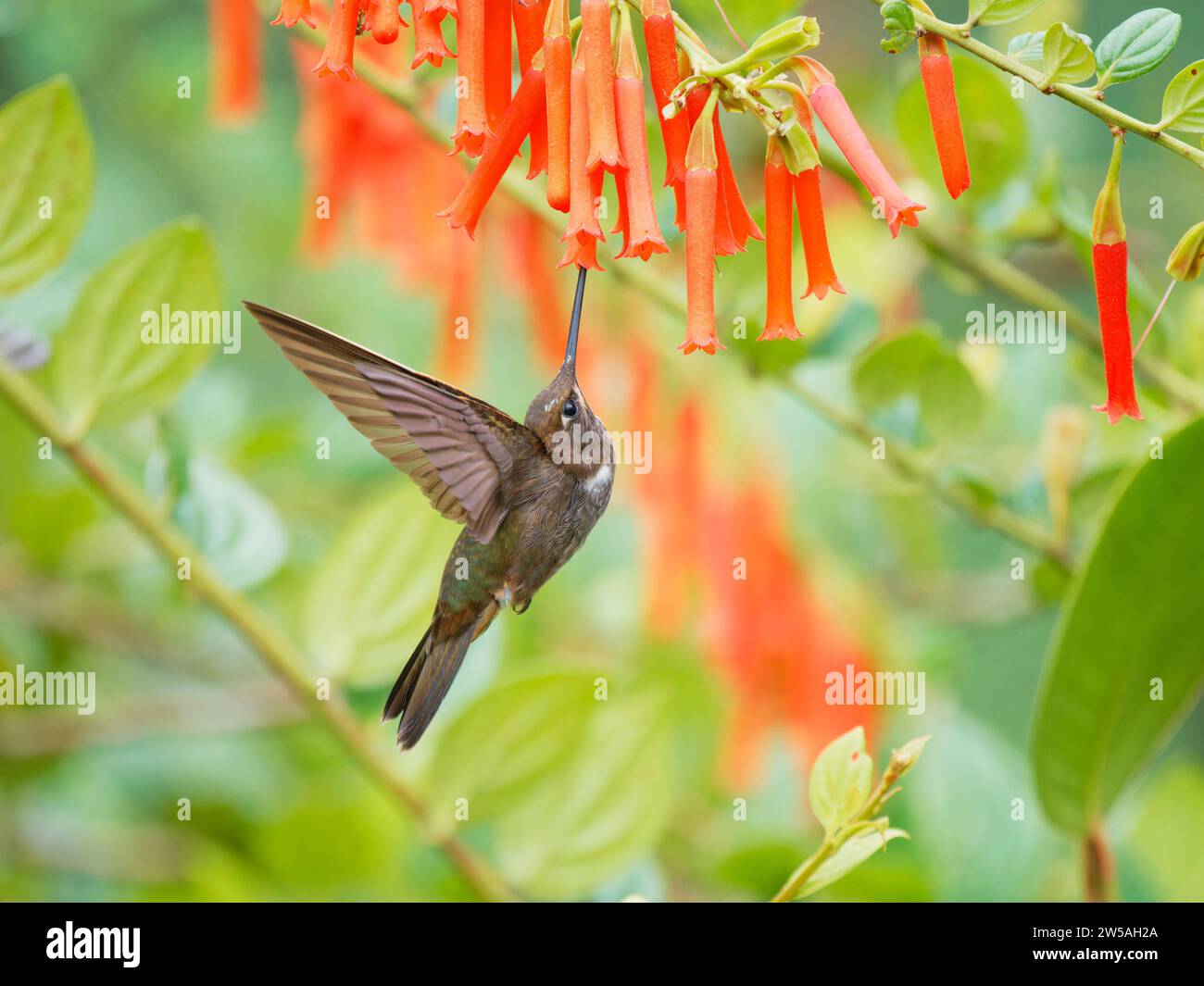 Colibris brun inca Banque de photographies et d’images à haute ...