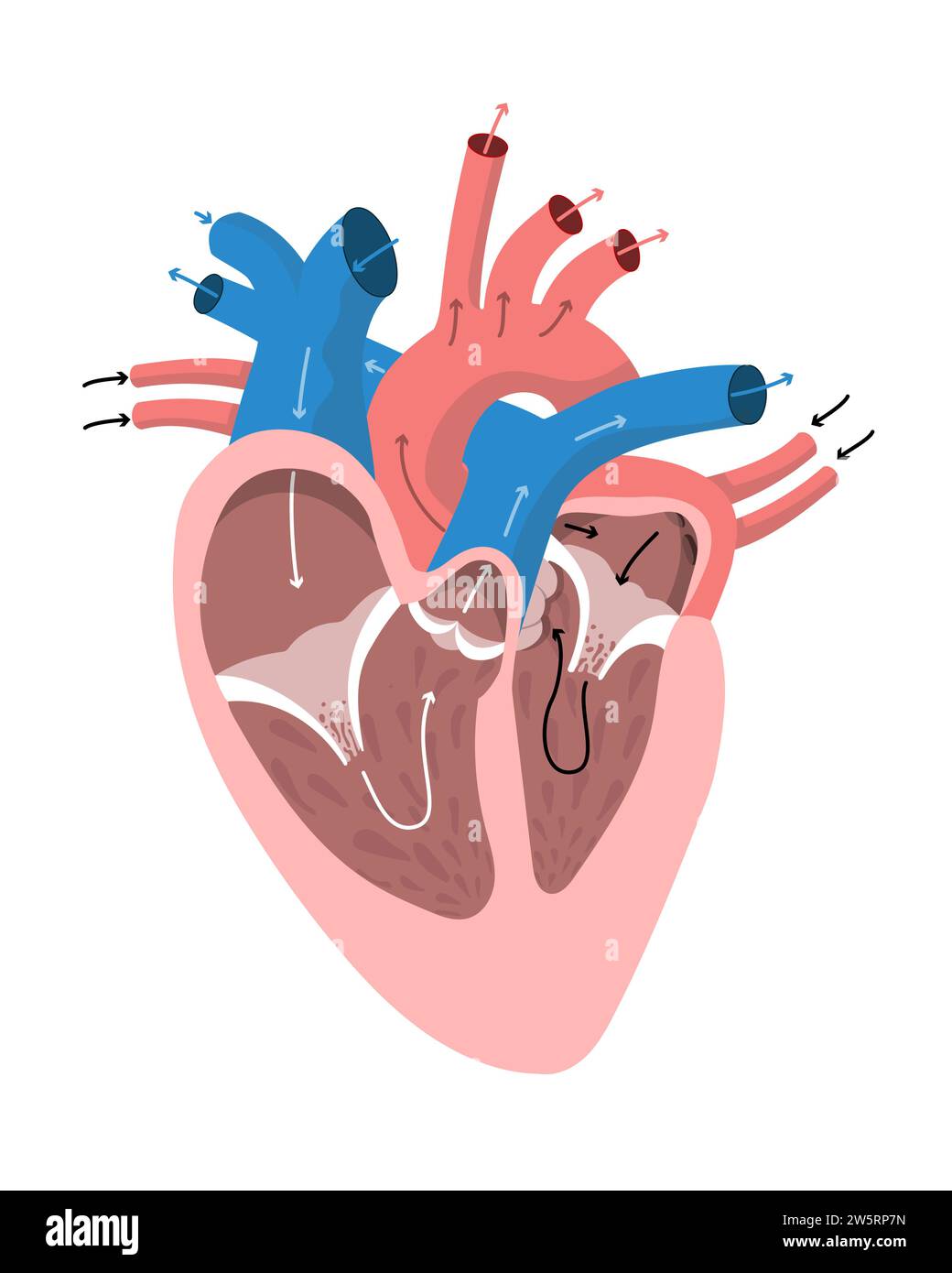 Anatomie du coeur avec directions du flux sanguin. Structure interne du ...