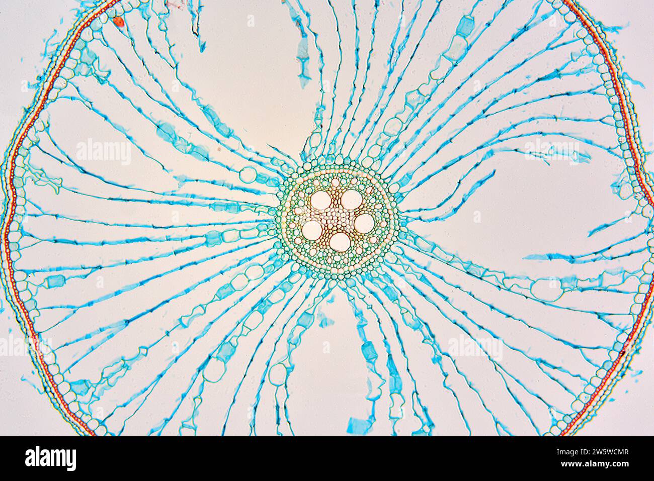 Racine de riz (Oriza sativa) montrant de l'extérieur vers l'intérieur ...