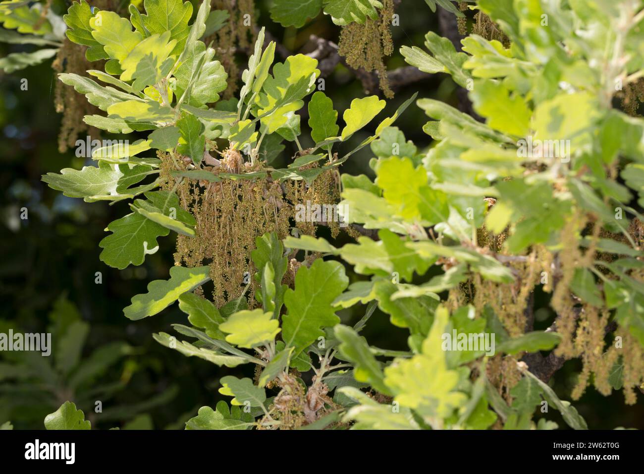 Quercus pubescens Banque de photographies et d’images à haute ...