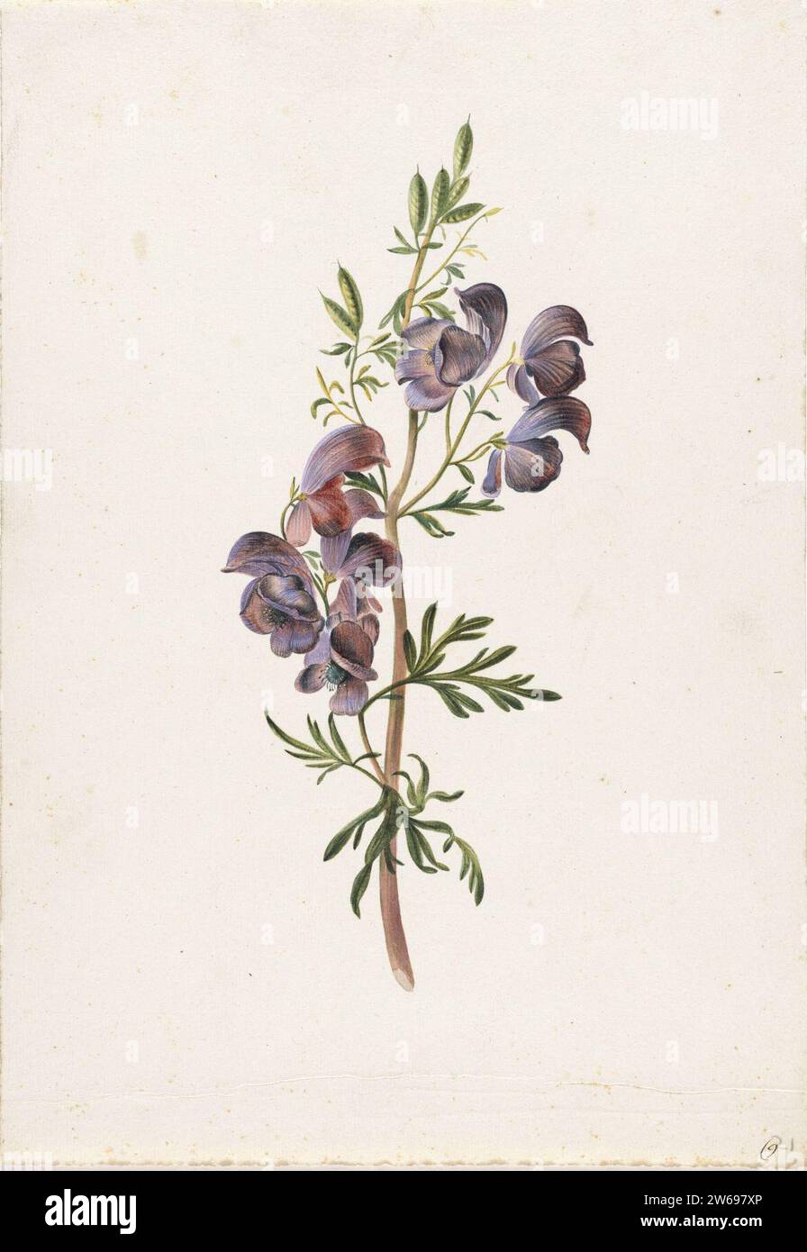 Alida withoos Banque de photographies et d’images à haute résolution ...